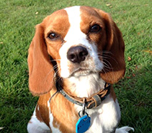 Final days to renew your pet registration | Sunshine Coast Council