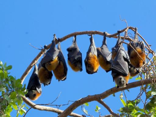 Flying fox habitat research | Sunshine Coast Council