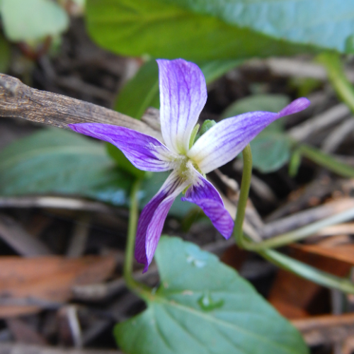 Arrowhead Violet, Viola betonicifolia