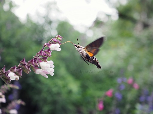 Hummingbird hawk moth | Sunshine Coast Council