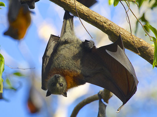 Illegal flying-fox dispersal prompts warning in Coolum | Sunshine Coast ...