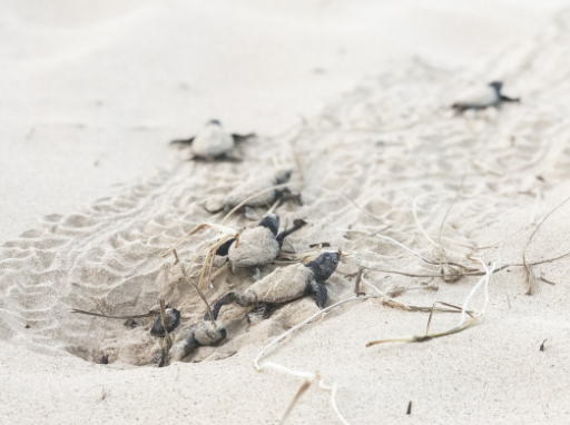 Point Cartwright drivers cut the glow for turtles