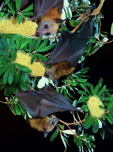 How much do you know about bats? | Sunshine Coast Council