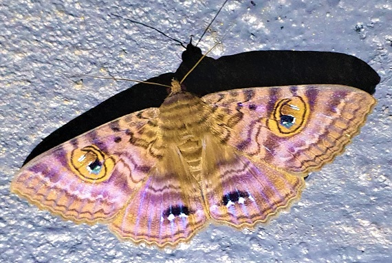 Granny's cloak moth | Sunshine Coast Council