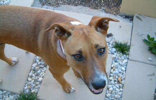 Final days to renew your pet registration | Sunshine Coast Council