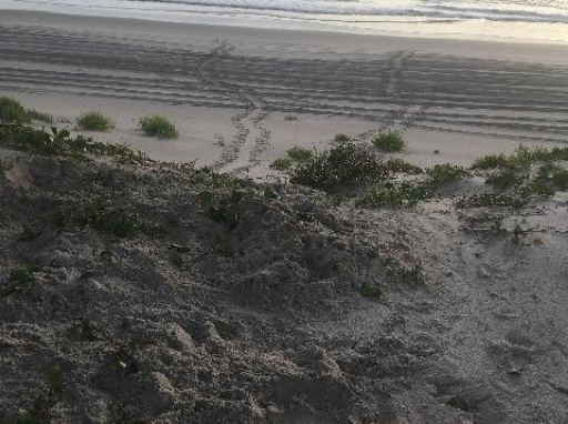 First Loggerhead turtle nest discovered for the 2021 season | Sunshine ...