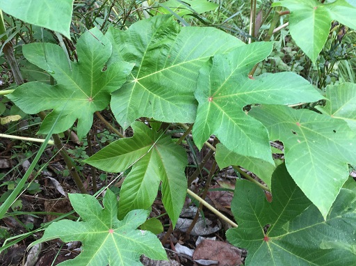 Mexican bean tree | Sunshine Coast Council