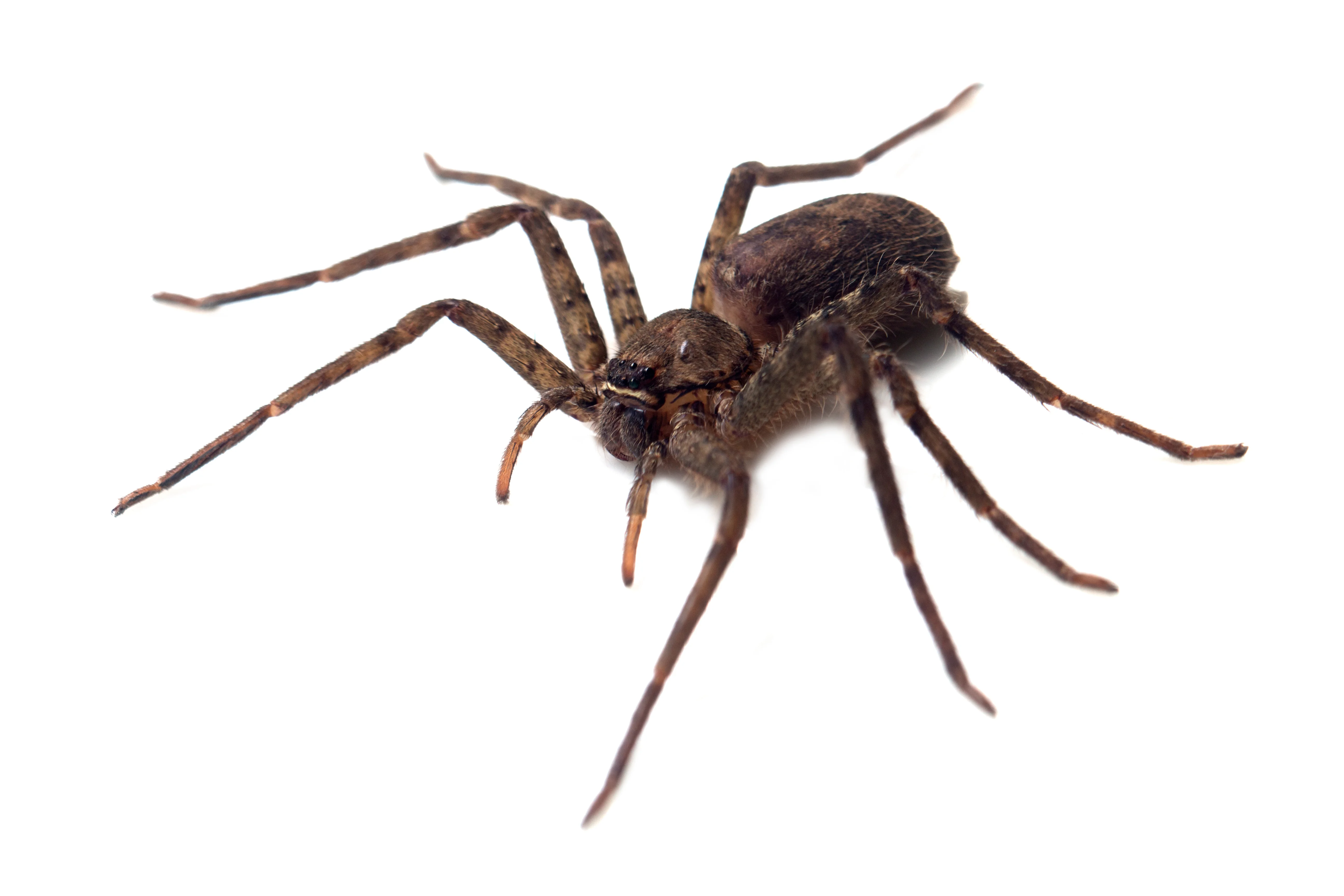 STOP don't squash, spiders could save your life!