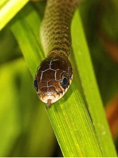Keelback snake