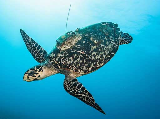 Tracking sea turtles for science | Sunshine Coast Council
