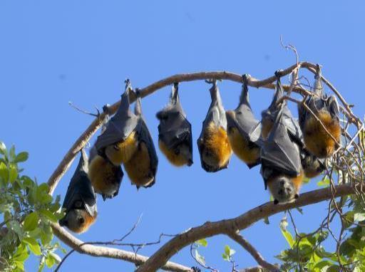Living with flying foxes | Sunshine Coast Council