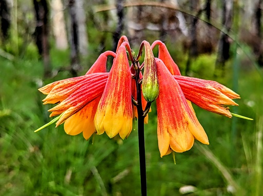 Christmas bells | Sunshine Coast Council