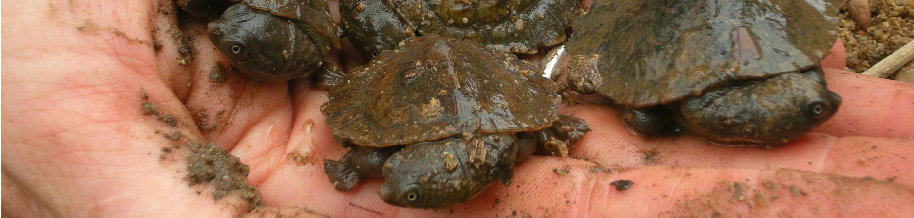 Mary River turtle protection program | Sunshine Coast Council