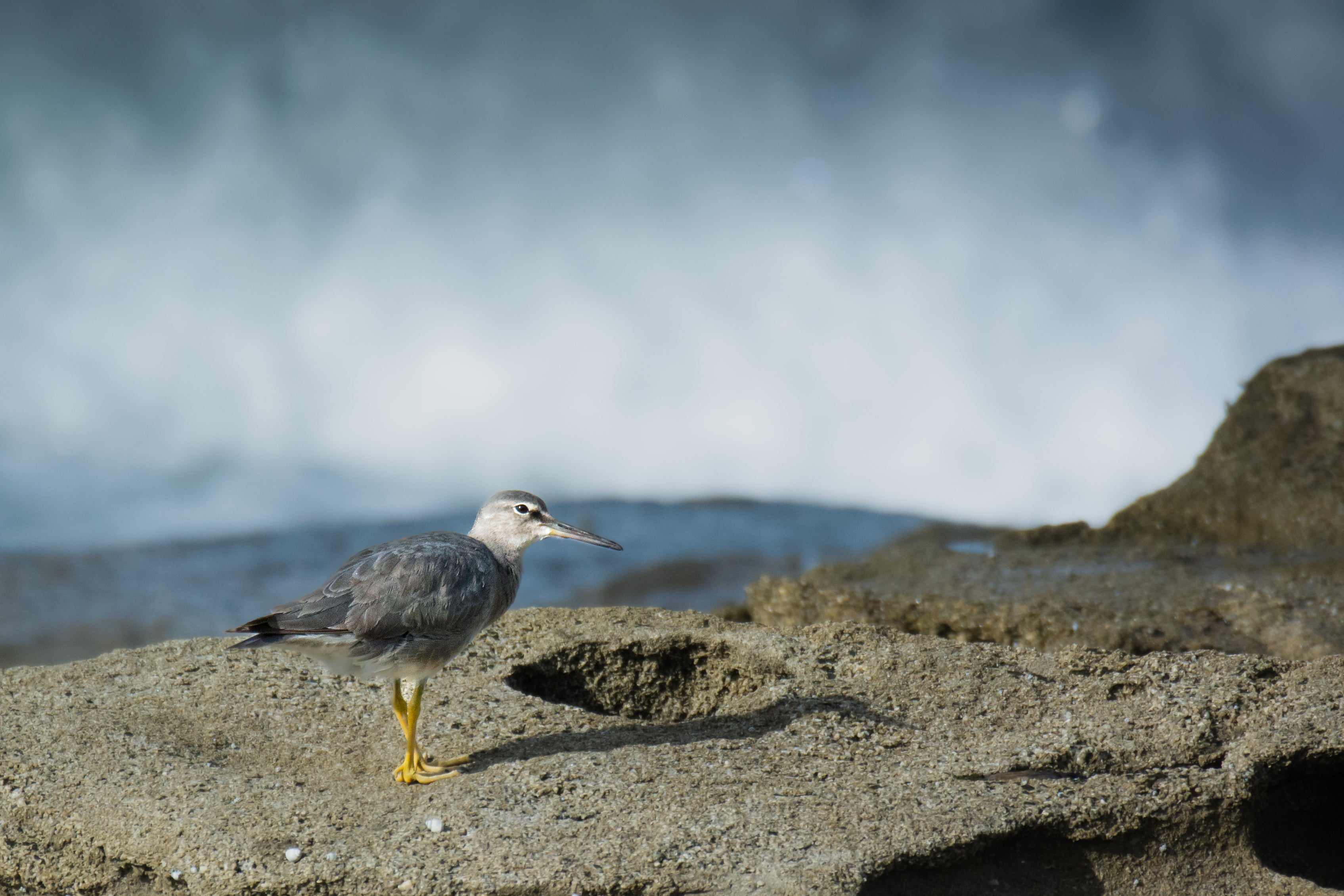 How you can help protect shorebirds | Sunshine Coast Council