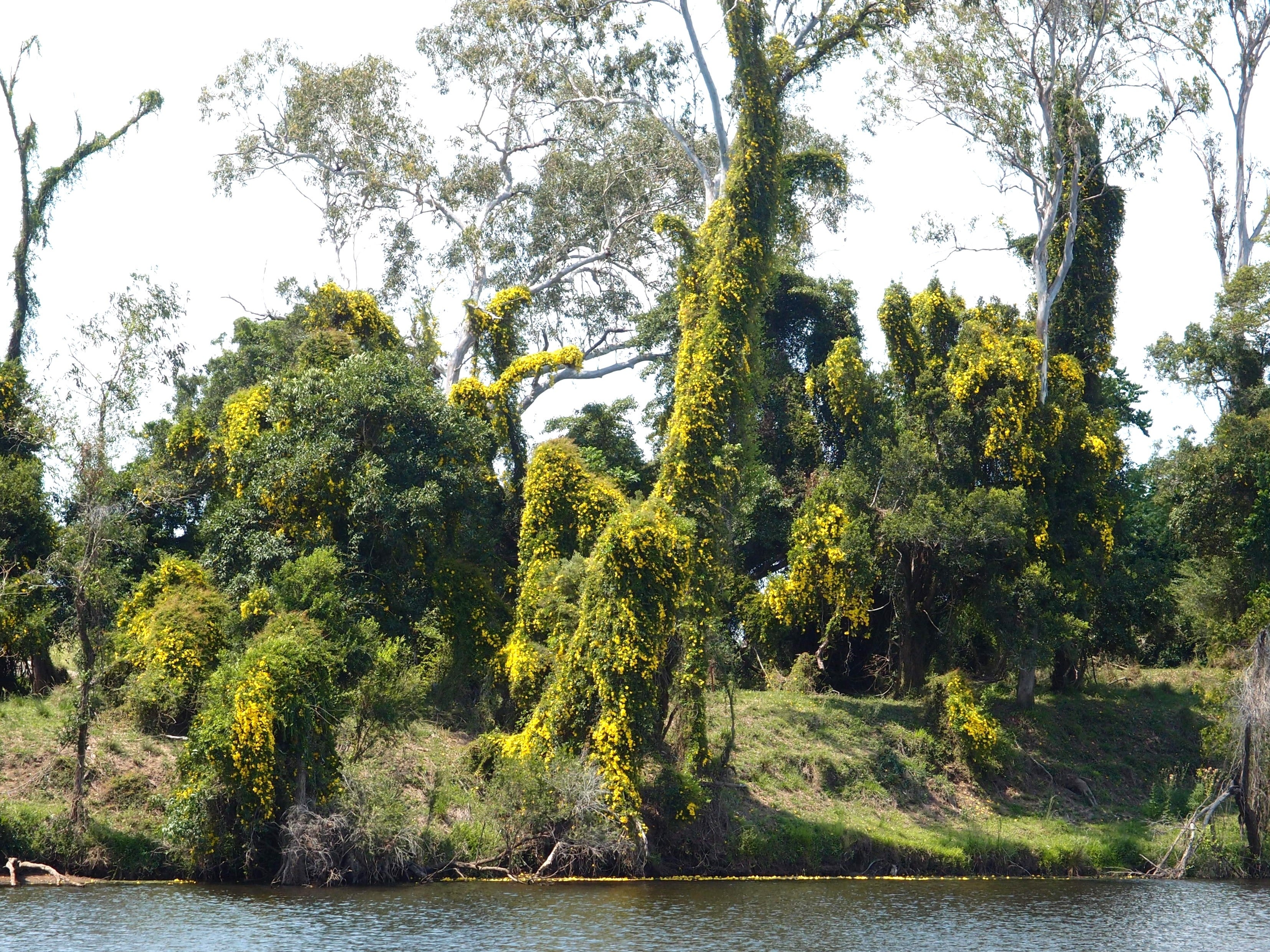 Priority invasive plants | Sunshine Coast Council