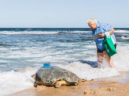 Tracking of Sunshine Coast loggerhead turtles