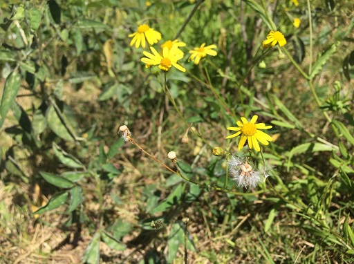 Have you seen this fiery little daisy?