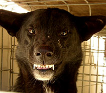 Zero tolerance to irresponsible dog ownership continues | Sunshine ...