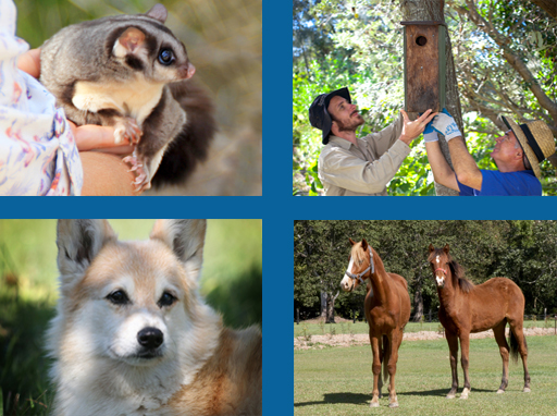 LIM embellishments - animals | Sunshine Coast Council