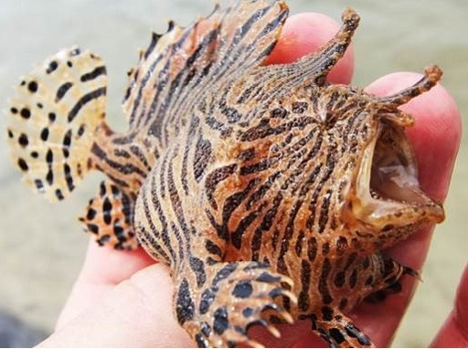 Striate anglerfish | Sunshine Coast Council
