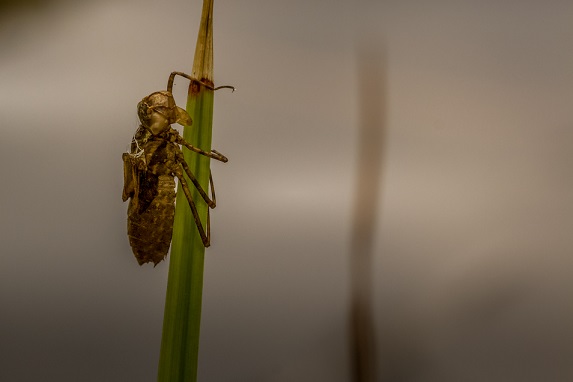 Water bugs | Sunshine Coast Council