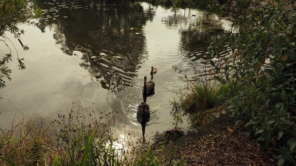 Edgewater Lakes Park | Sunshine Coast Council