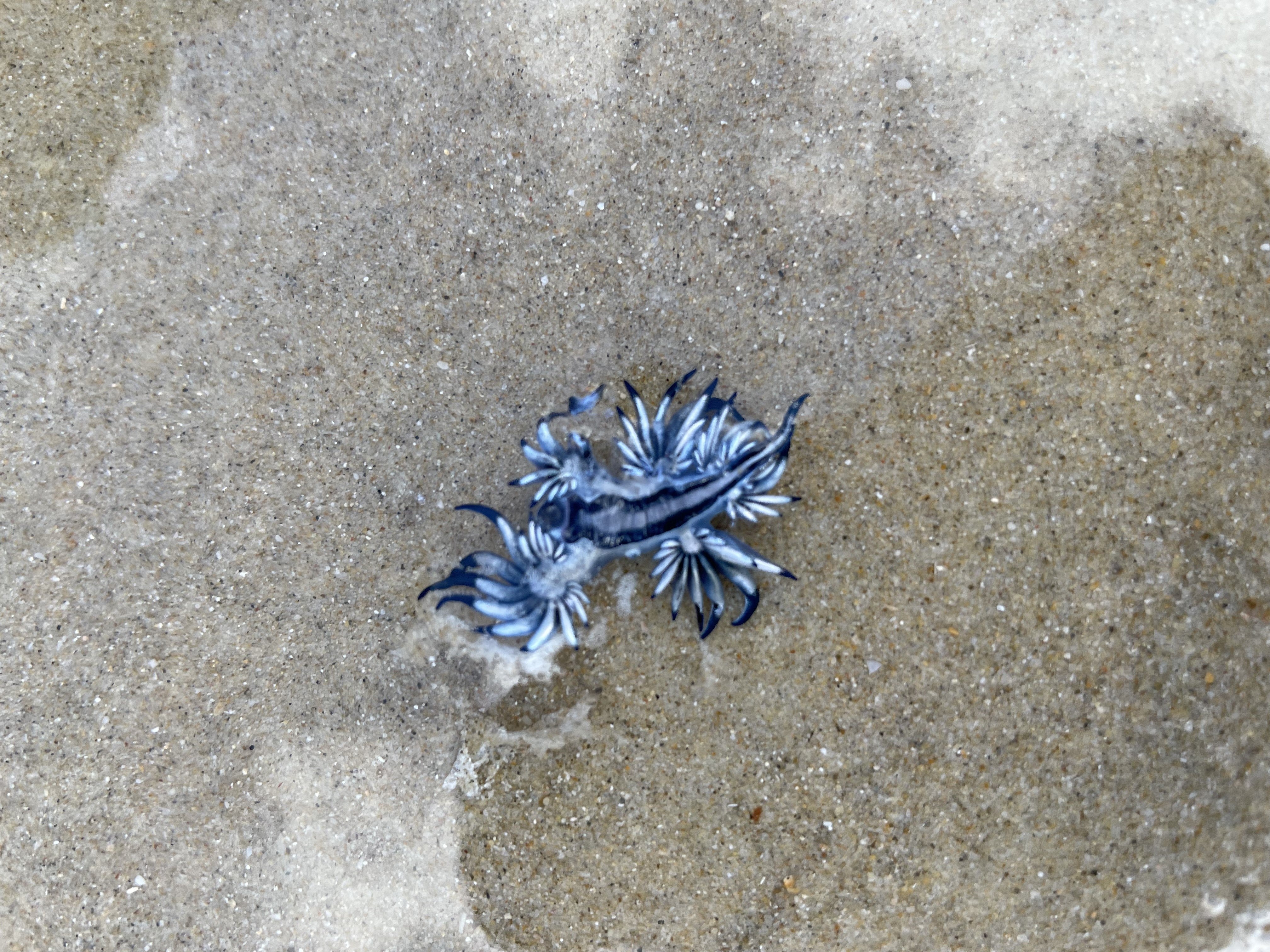 Blue dragons of the sea | OurSC