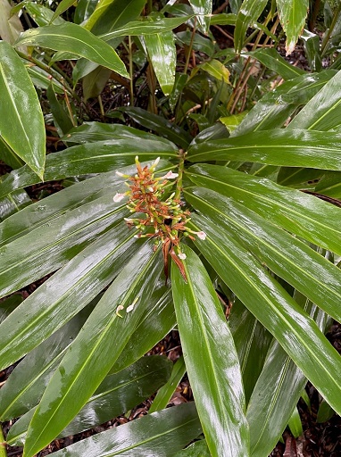 Native ginger | Sunshine Coast Council