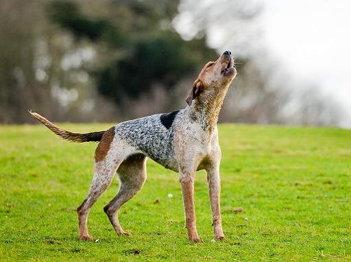 barking dog seminar | Sunshine Coast Council