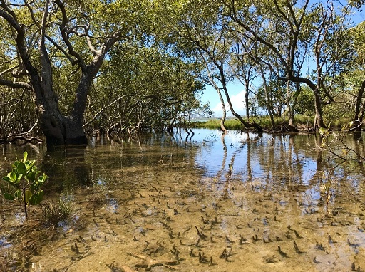 Water quality and aquatic environments | Sunshine Coast Council