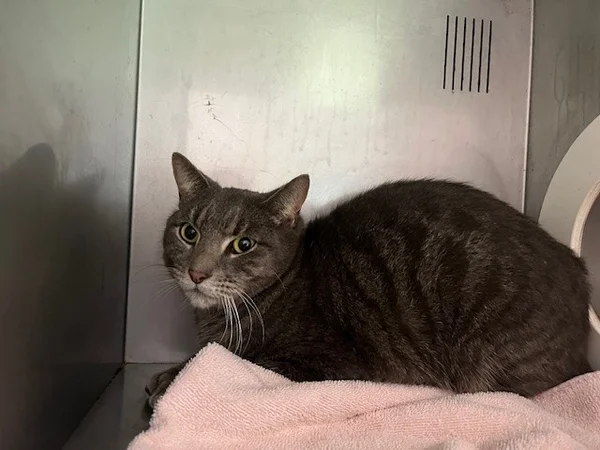 Lost and found animals