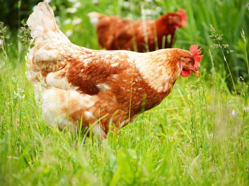 Keeping other animals and birds | Sunshine Coast Council