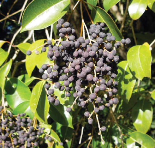 To weed, or not to weed | Sunshine Coast Council