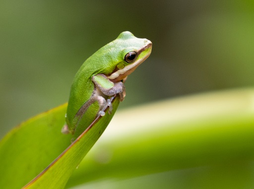 Creating a frog friendly garden