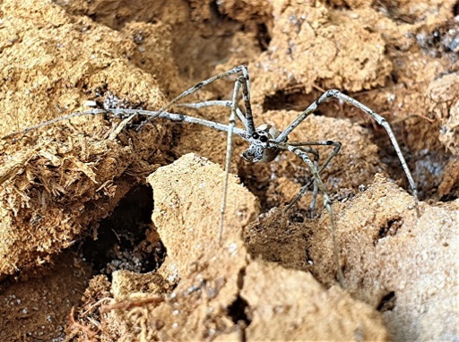 Net casting spiders | Sunshine Coast Council