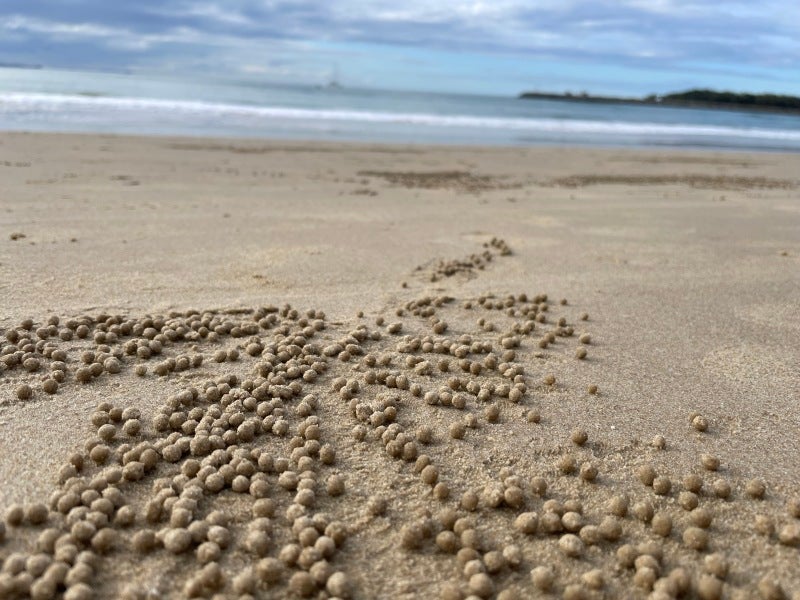 Want to know what makes the sand balls? | OurSC
