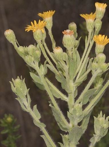Telegraph weed | Sunshine Coast Council