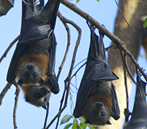 The secret lives of flying-foxes revealed! | Sunshine Coast Council