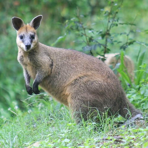 Swamp wallaby