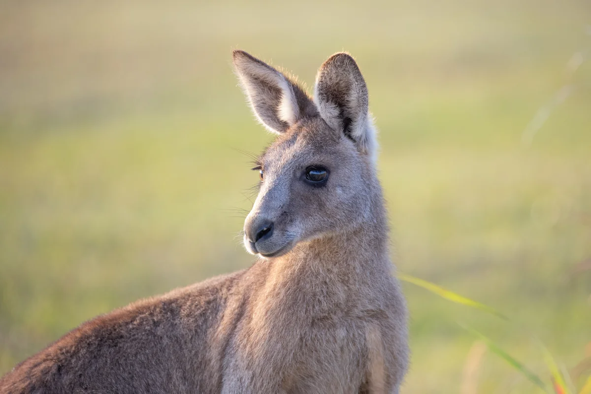 Sunshine Coast macropod conservation plan