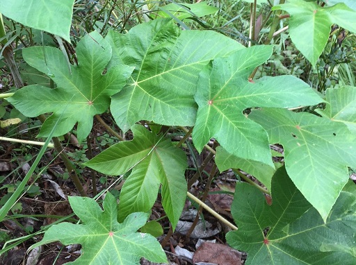 biosecurity, invasive plants | Sunshine Coast Council