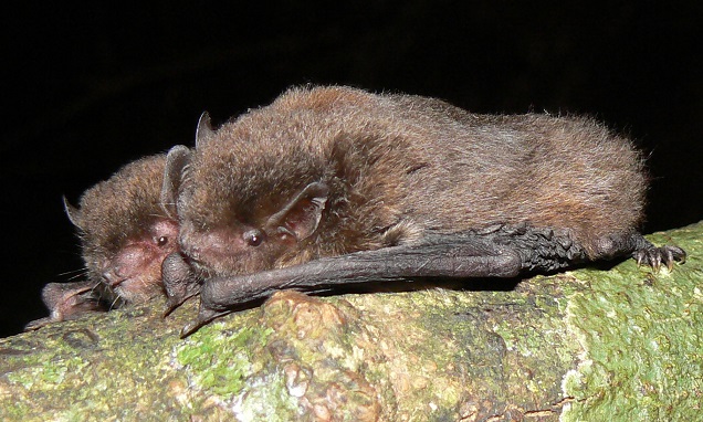 Eastern forest bat | Sunshine Coast Council